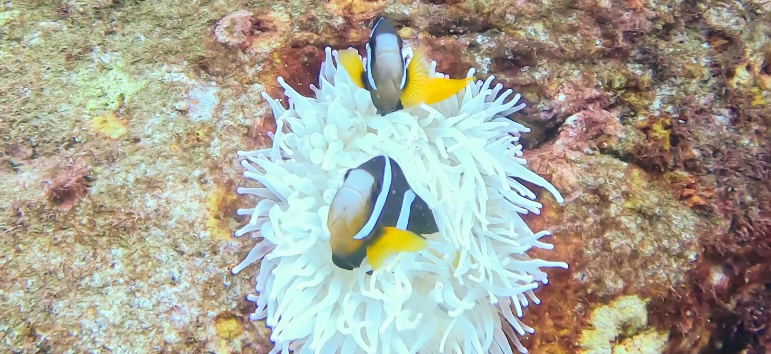 井田ビーチ @ 井田 ( Ita ) 20241025